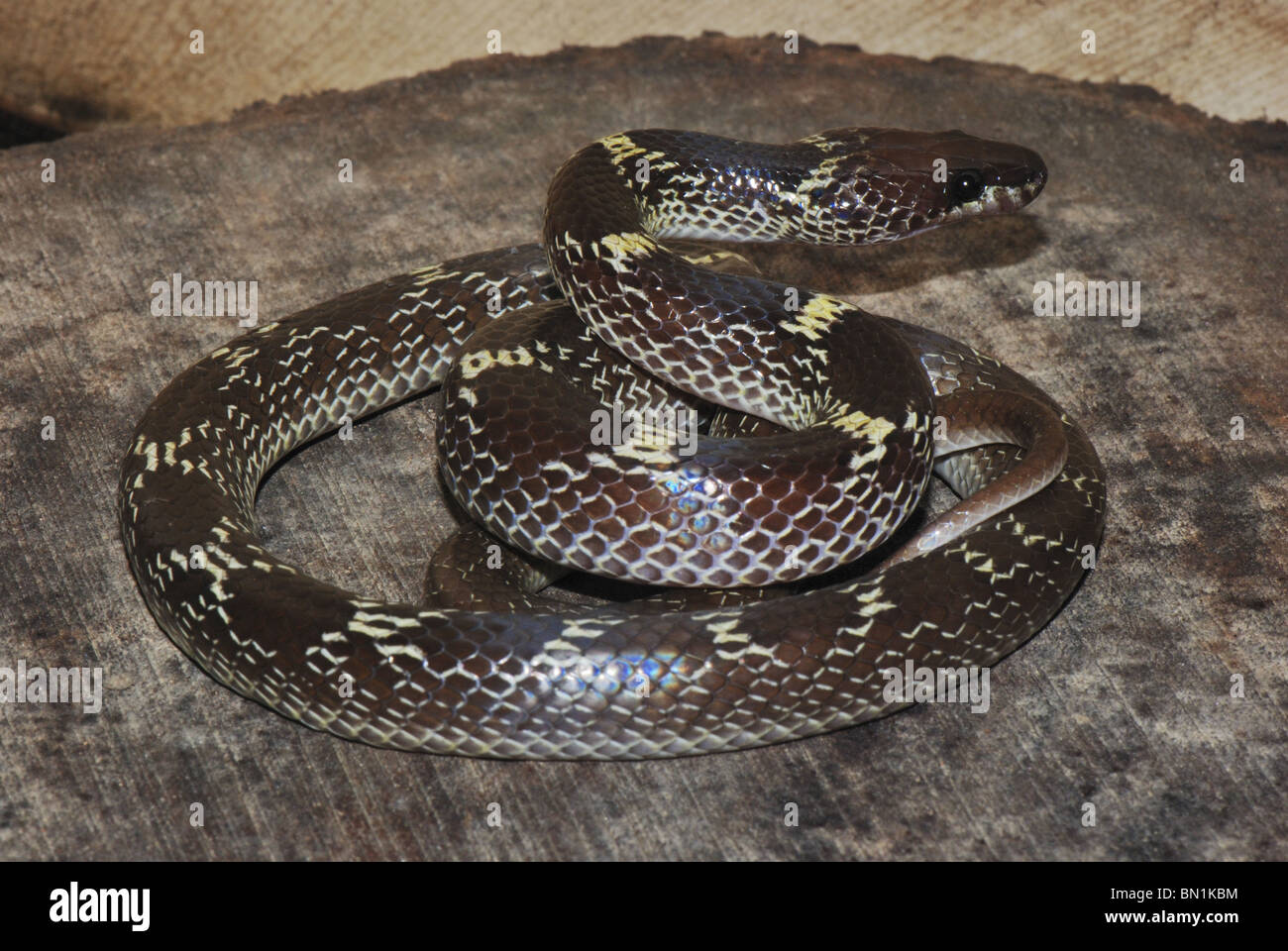 COMMON WOLF SNAKE Lycodon aulicus, Non venomous, Common Stock Photo - Alamy