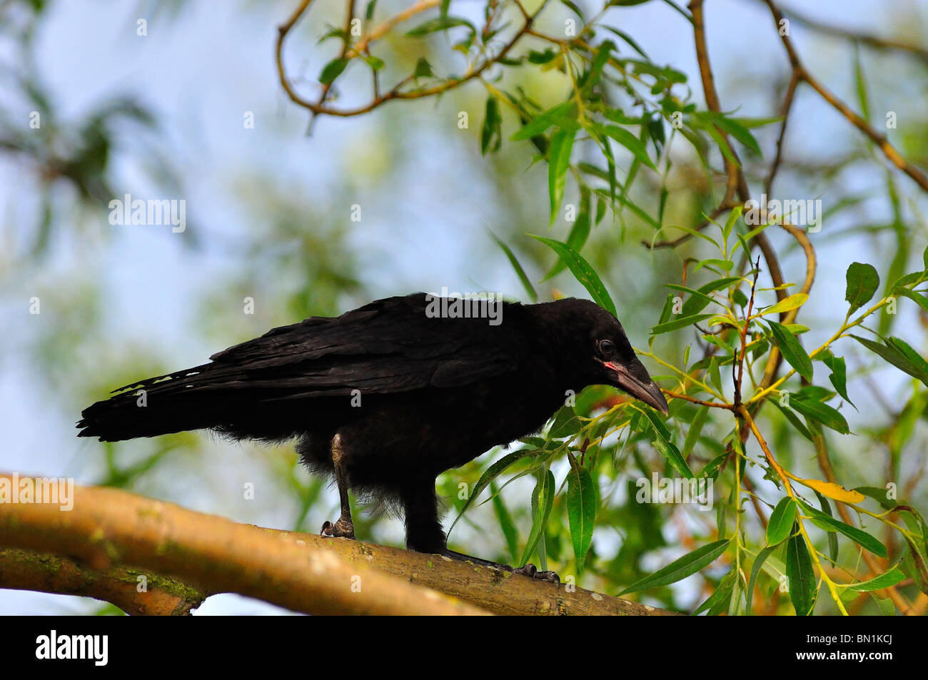 Juvenile crow hi-res stock photography and images - Alamy