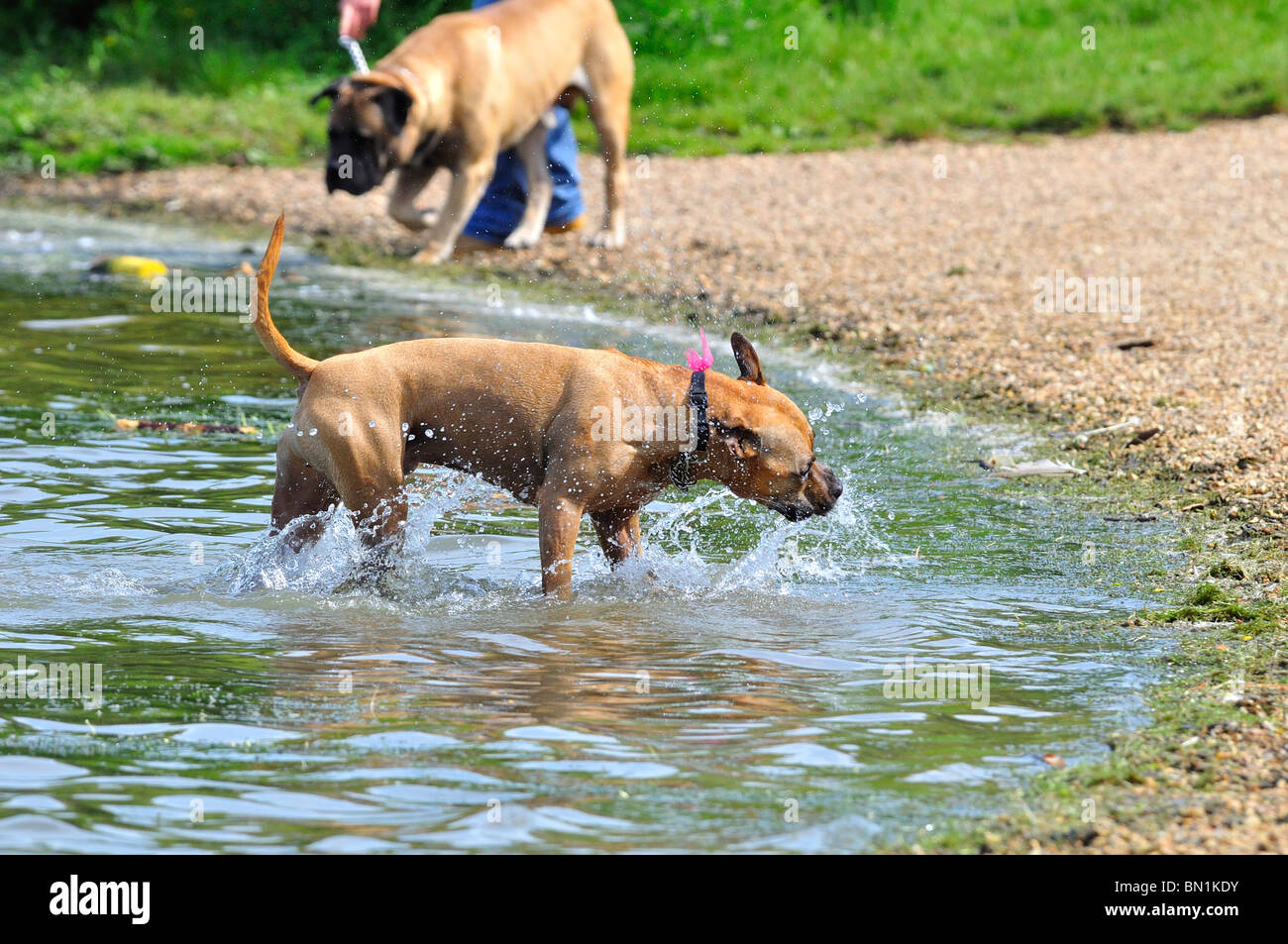 Dog splashing & playing in water Stock Photo - Alamy