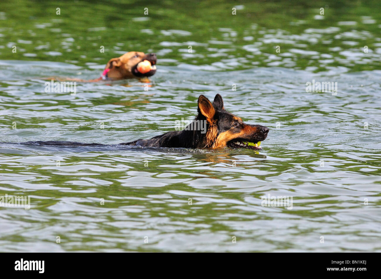Dogs playing in water Stock Photo - Alamy