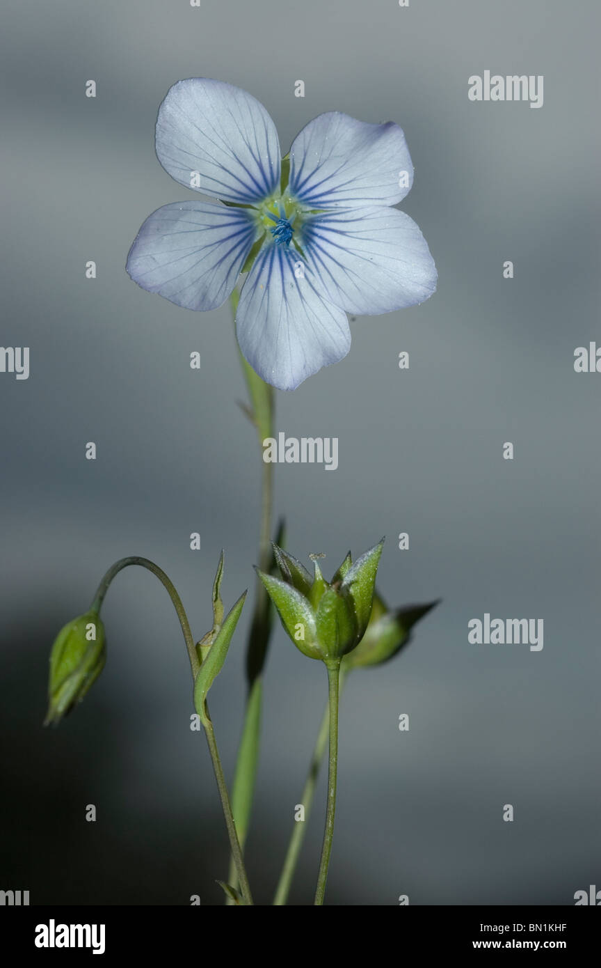 Linum hi-res stock photography and images - Alamy