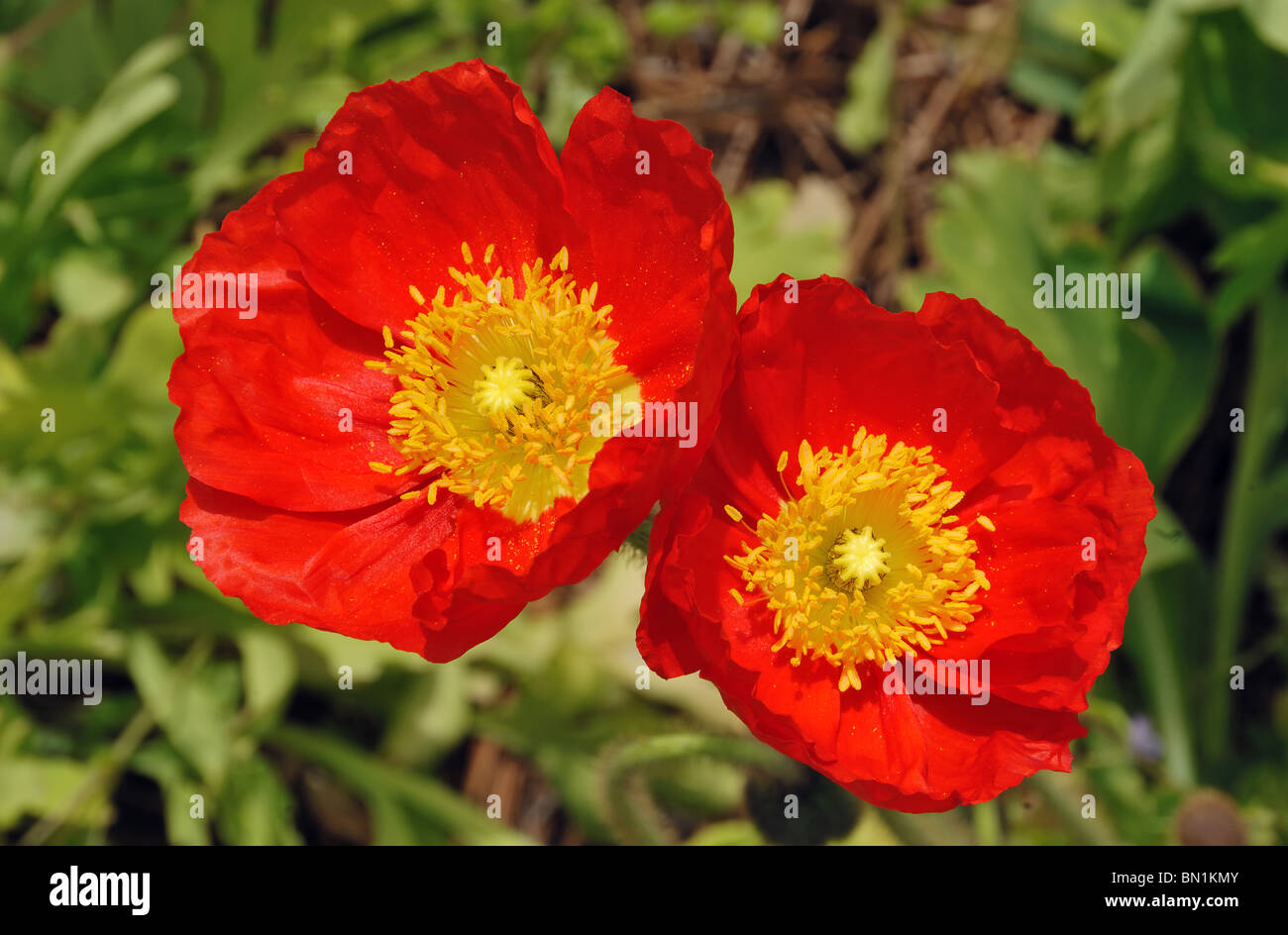 Poppy flowers at America's most photographed plantation, Boone Hall ...