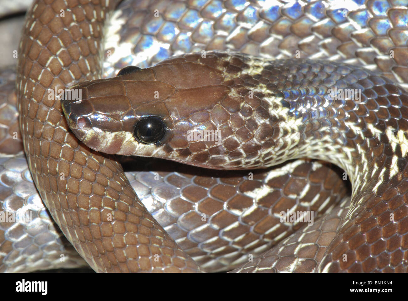 COMMON WOLF SNAKE Lycodon aulicus, Non venomous, Common. Indian Wolf ...