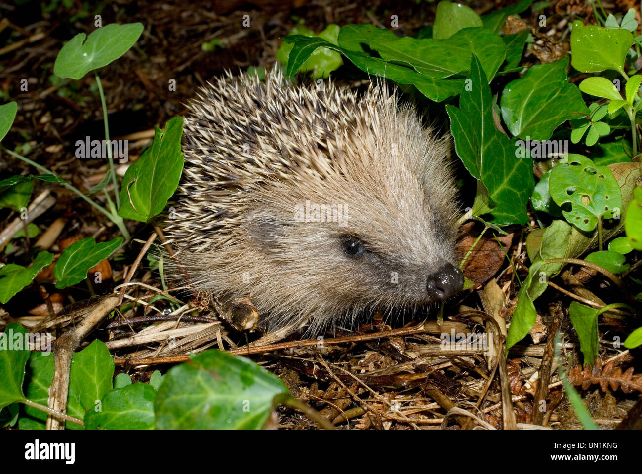 European hedgehog hi-res stock photography and images - Alamy
