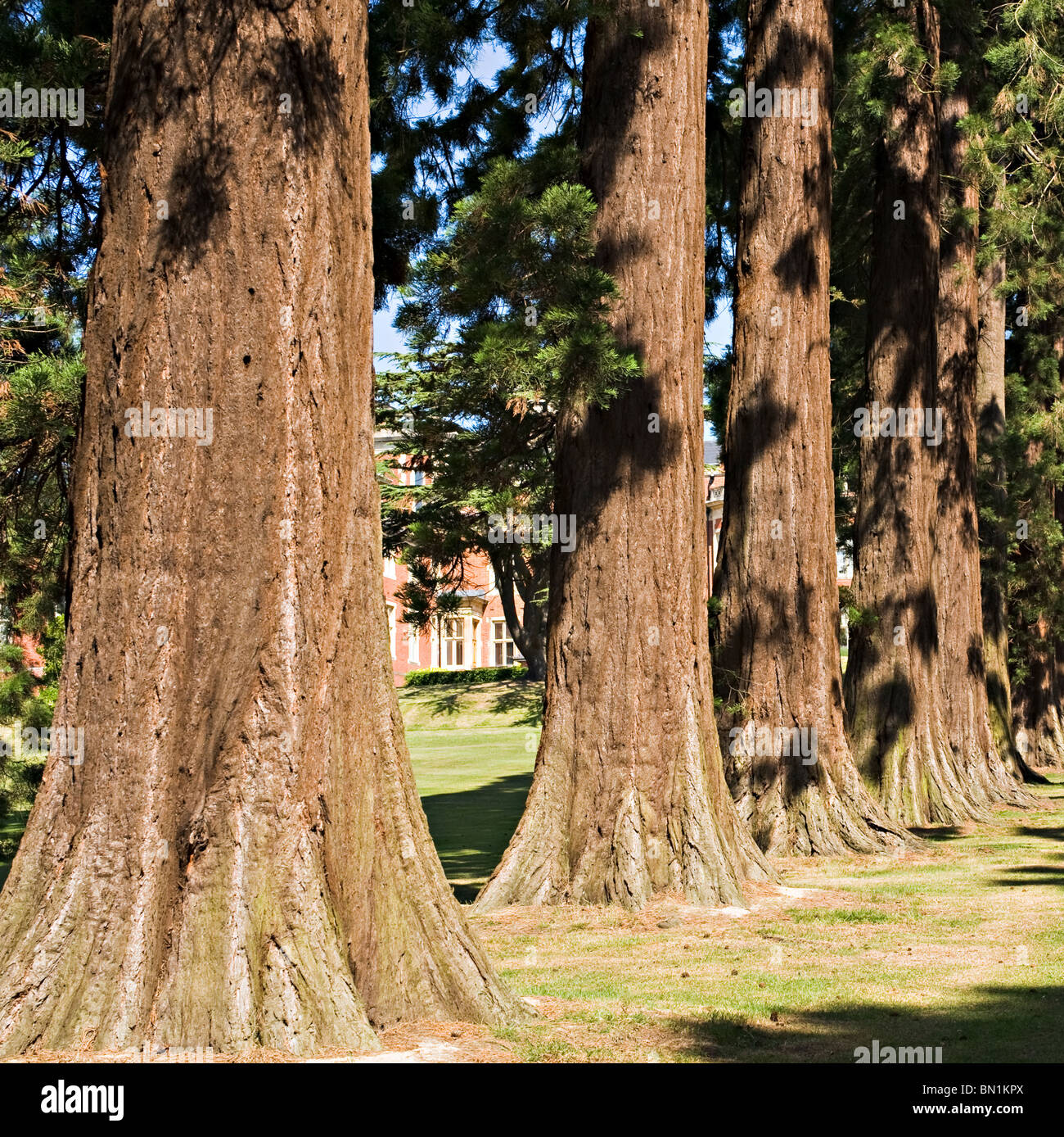 An Avenue of Western Red Cedar Trees in Royal Earlswood Park Surrey ...