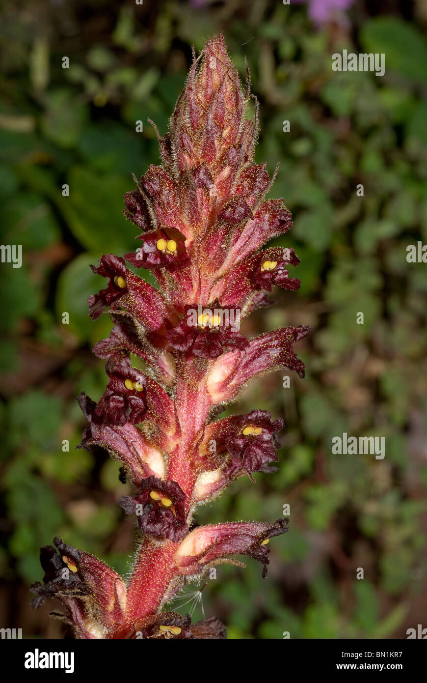 Broomrape (Orobanche foetida Stock Photo - Alamy