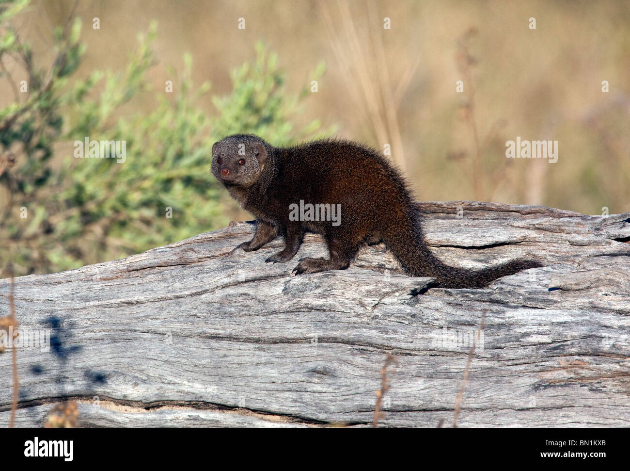 A Dwarf Mongoose (Helogale parvula) on a dead tree in the Savuti region ...