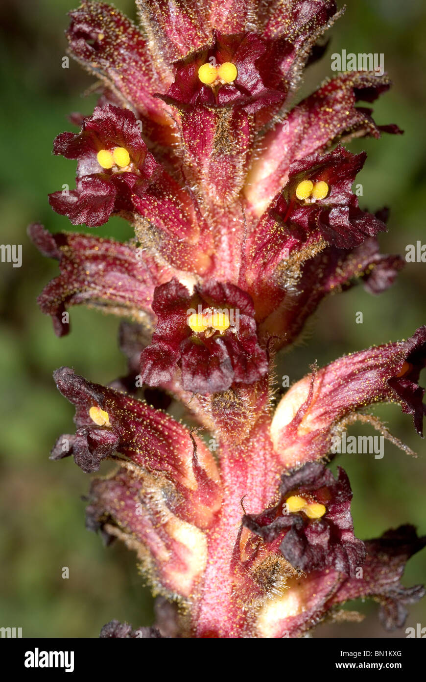 Broomrape (Orobanche foetida Stock Photo - Alamy