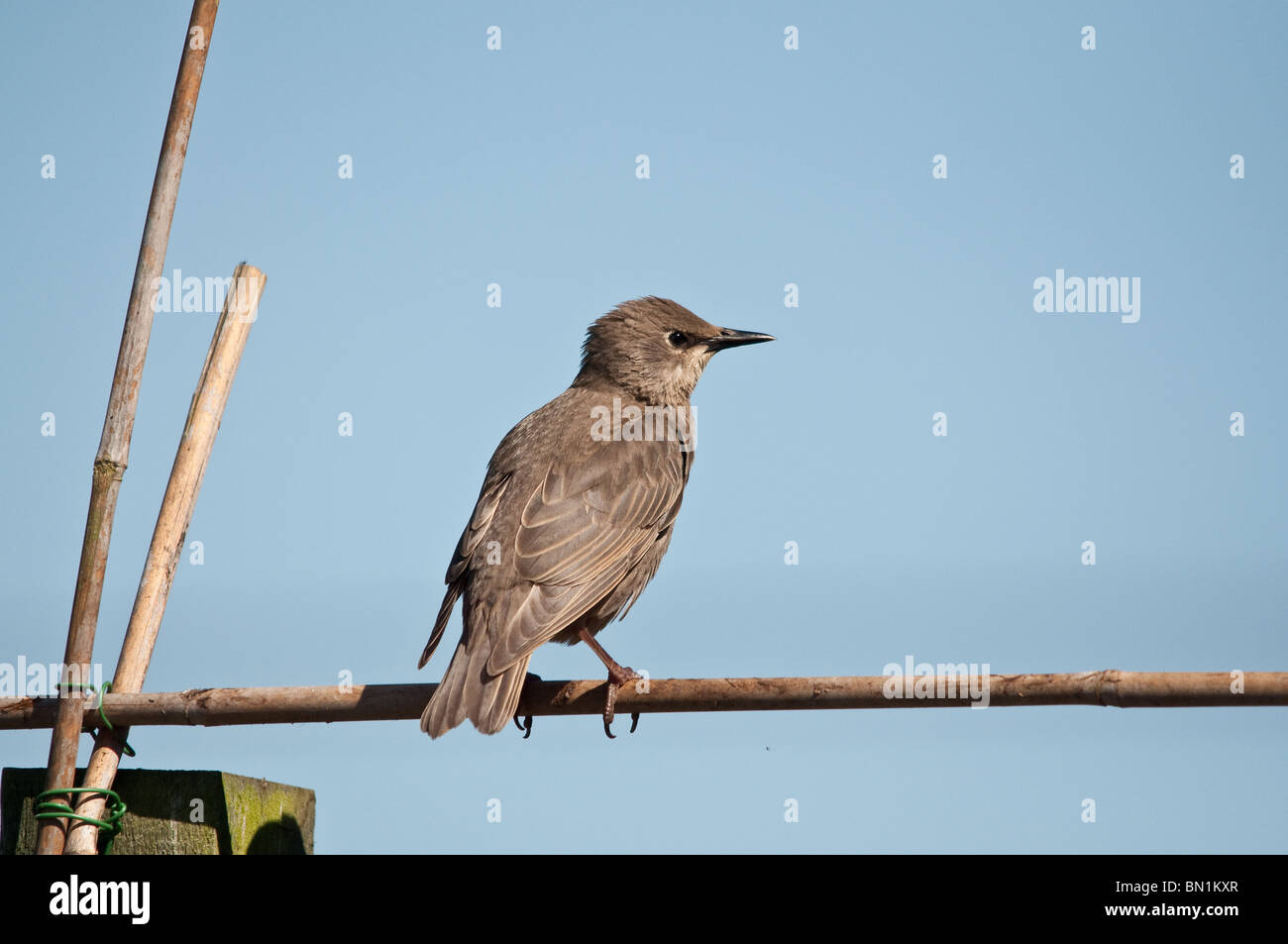 Baby starling hi-res stock photography and images - Alamy