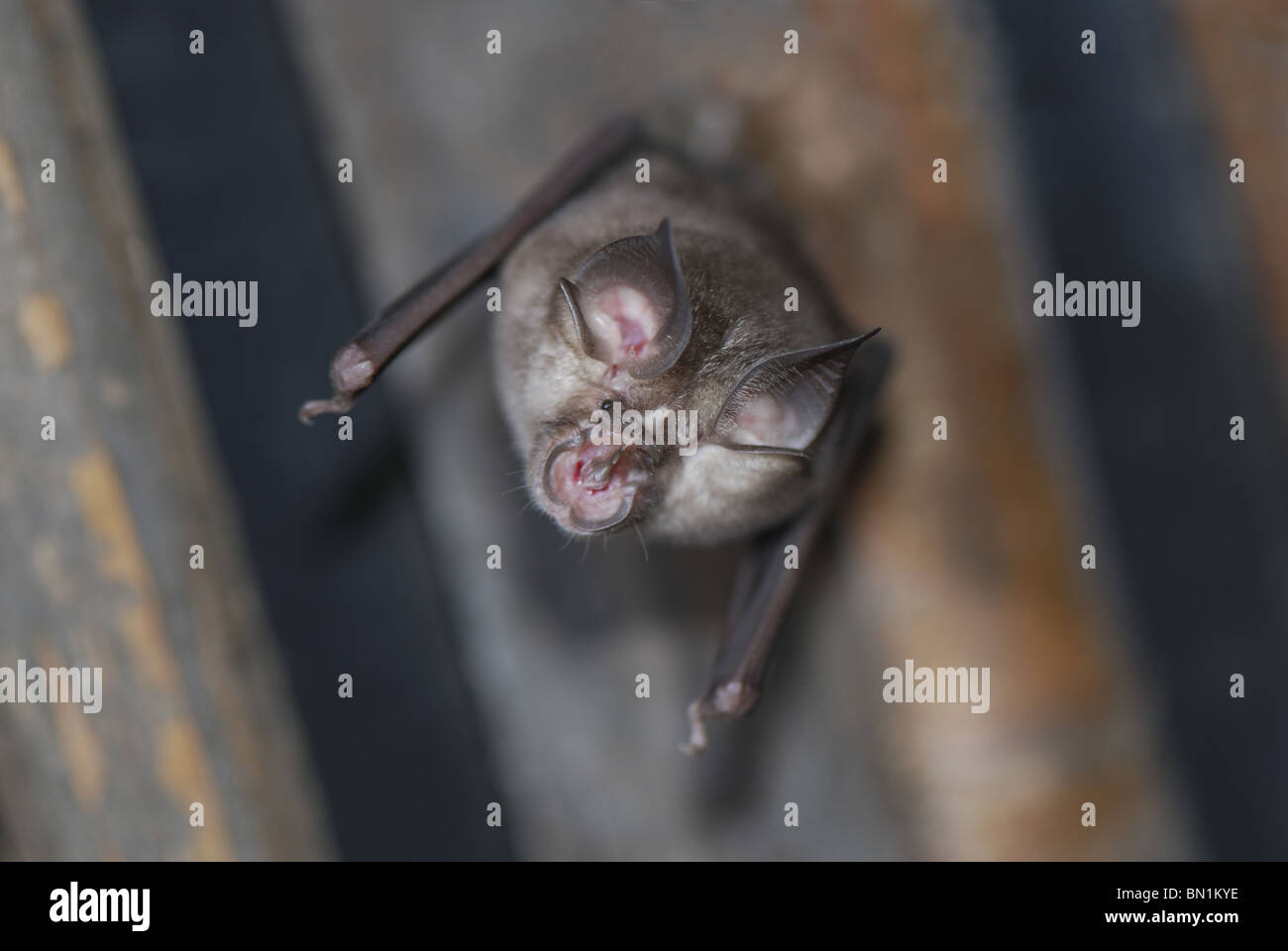 Vampire Bat High Resolution Stock Photography and Images - Alamy