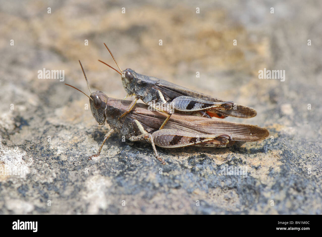 Mating grasshoppers on rock hi-res stock photography and images - Alamy