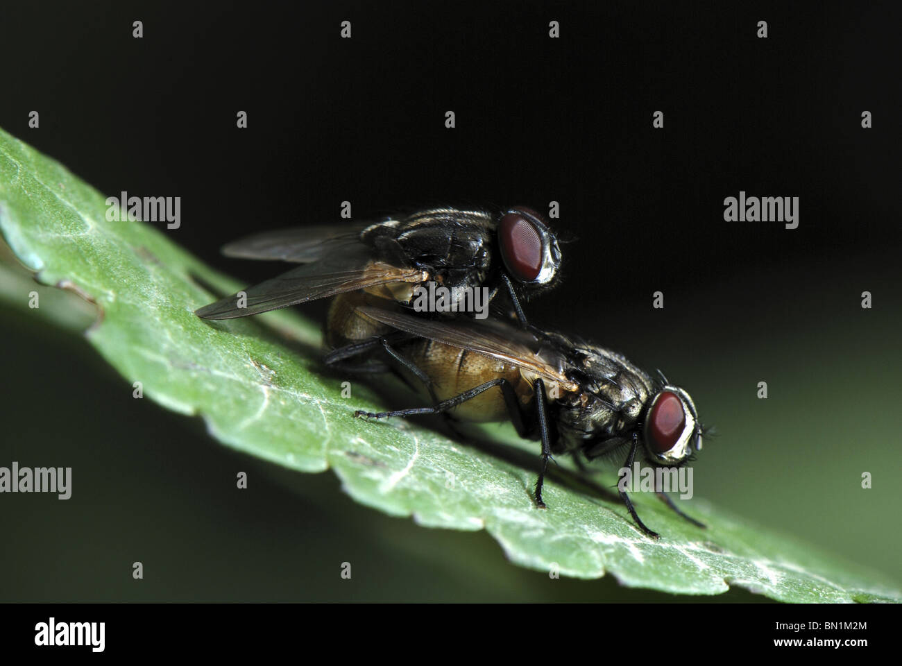 Mating houseflies (Musca domestica Stock Photo - Alamy