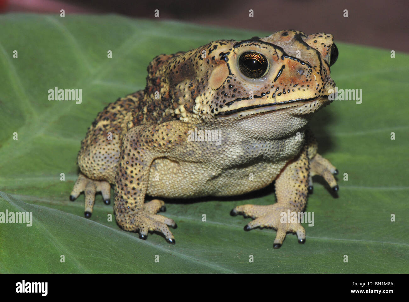 Common Indian Toad Bufo melanostictus (Duttaphrynus melanostictus) on a ...