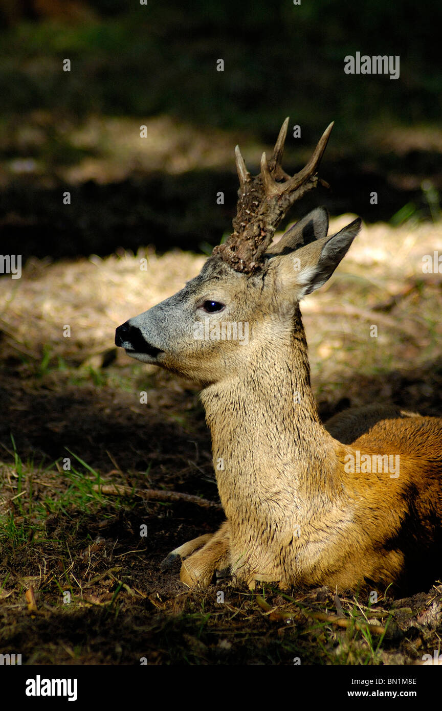 Capreolus capreolus, Roe Deer male Stock Photo - Alamy