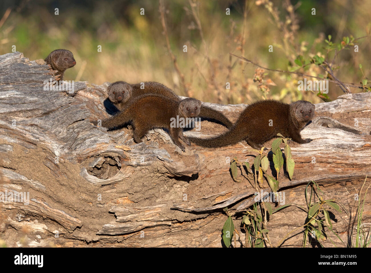 A family of Dwarf Mongoose (Helogale parvula) on a dead tree in the ...