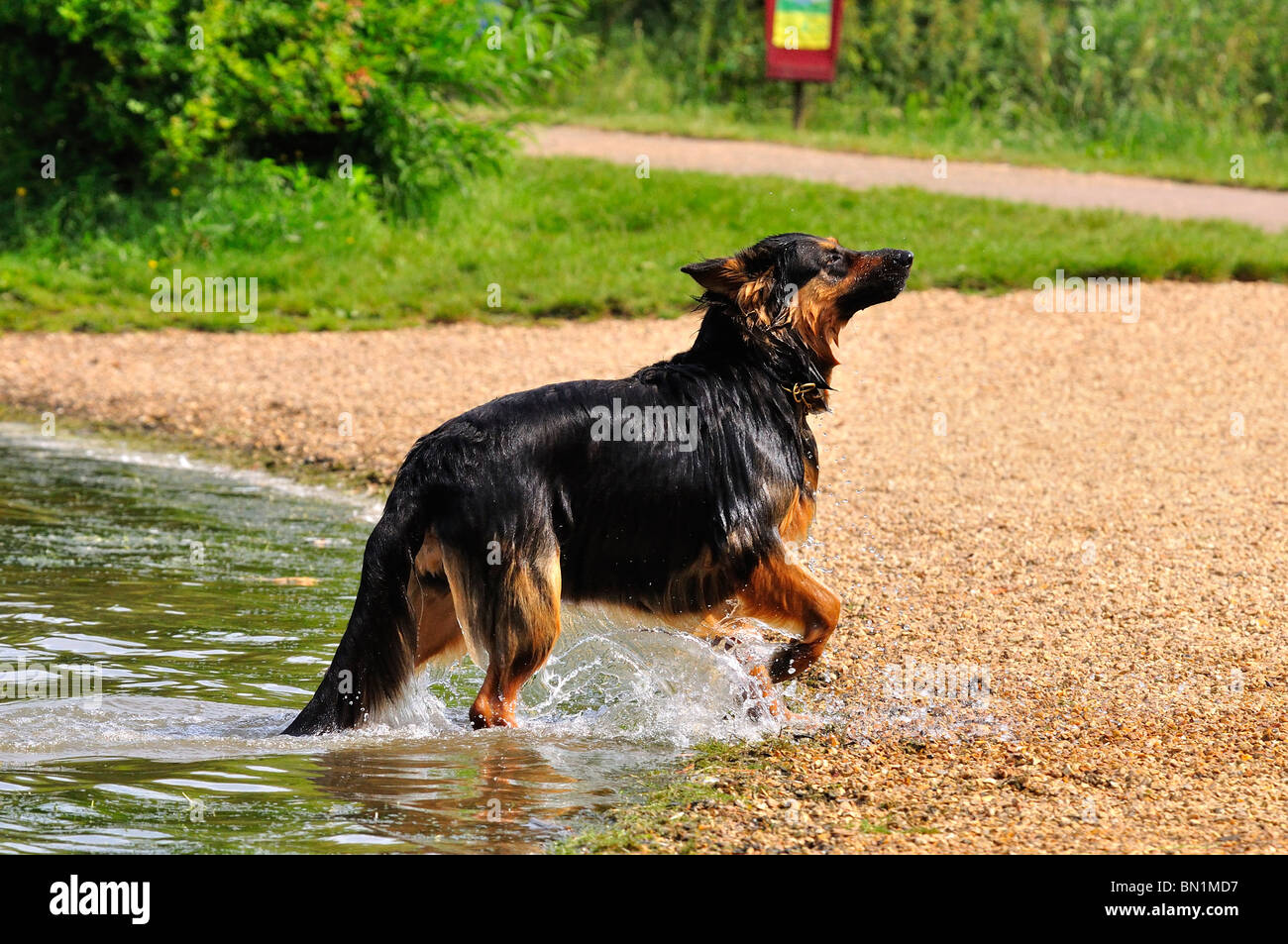 Dog water splash hi-res stock photography and images - Alamy