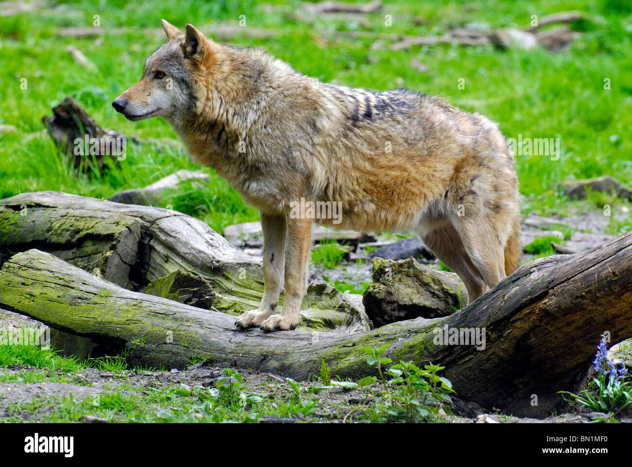 Canis lupus, Gray Wolf Stock Photo - Alamy