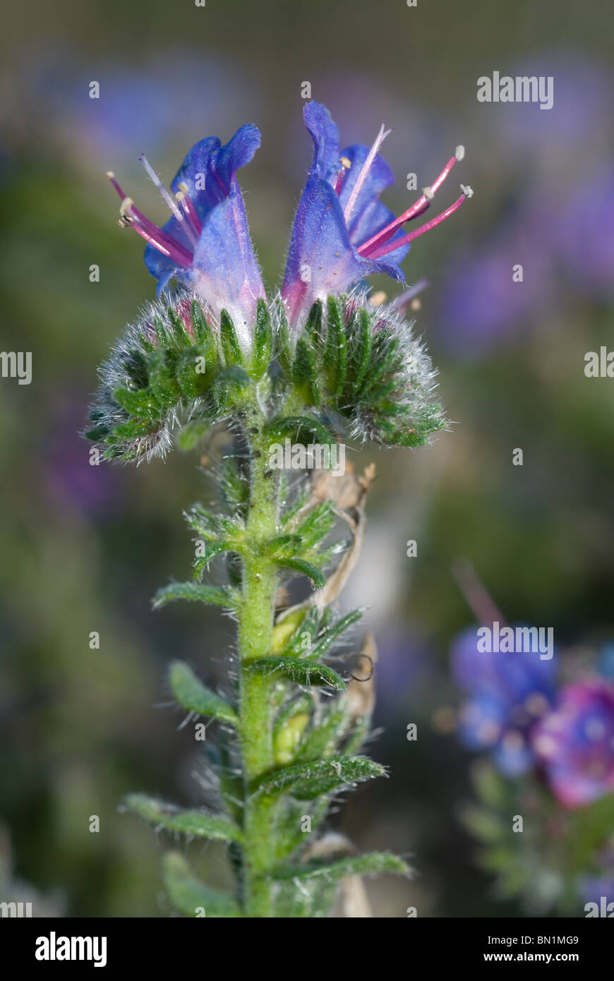 Echium lusitanicum (violet-vein viper's bugloss Stock Photo - Alamy