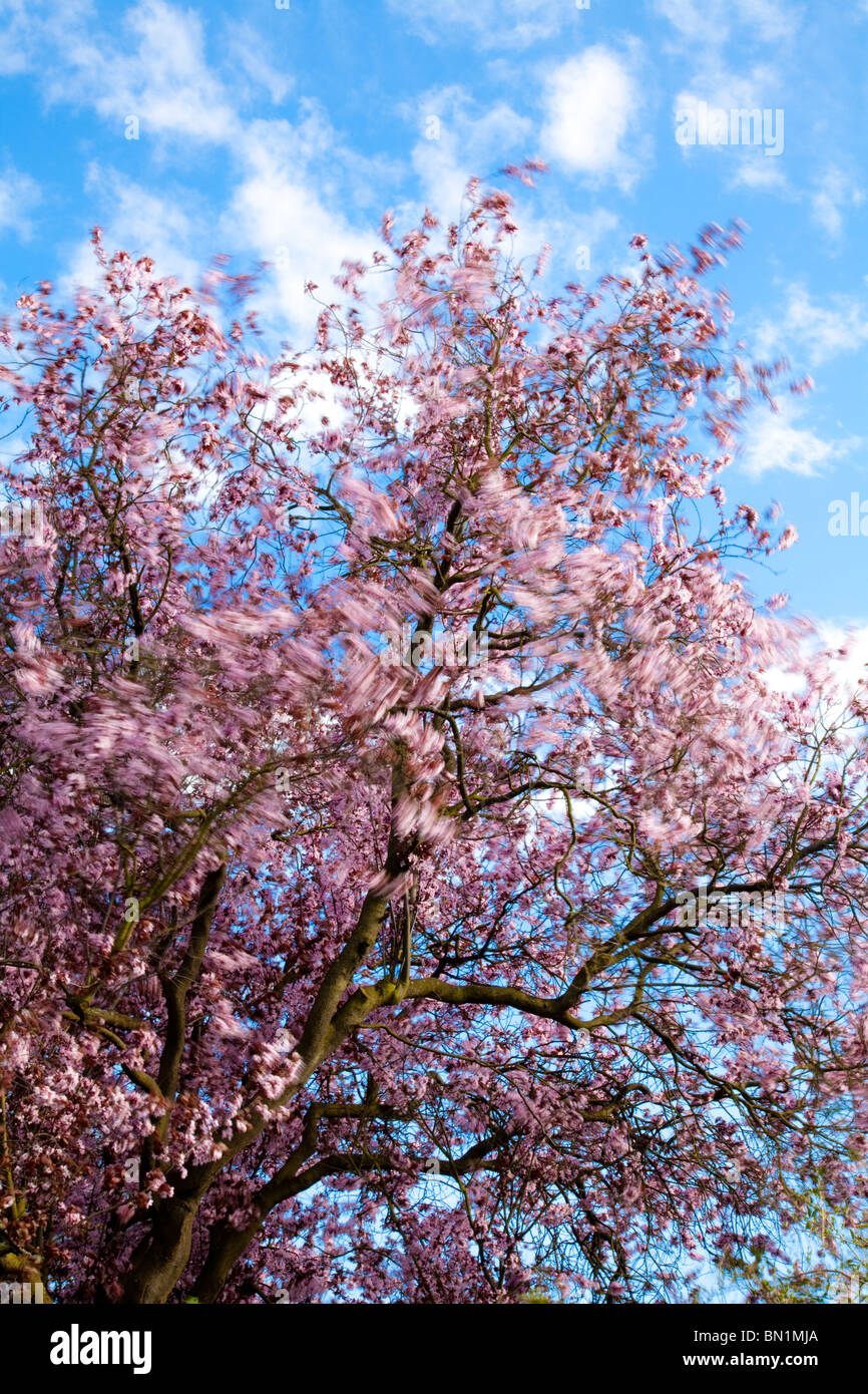 Cherry blossom tree Stock Photo - Alamy