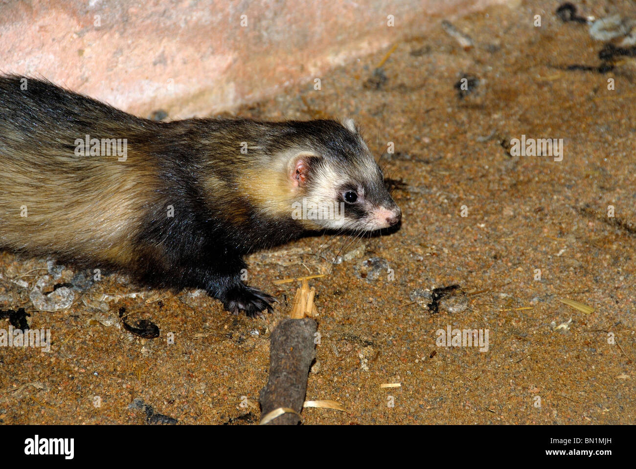 Mustela putorius, European Polecat Stock Photo - Alamy