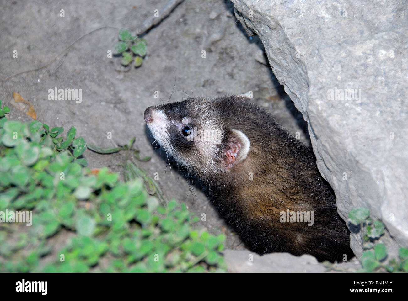 Mustela putorius, European Polecat Stock Photo - Alamy