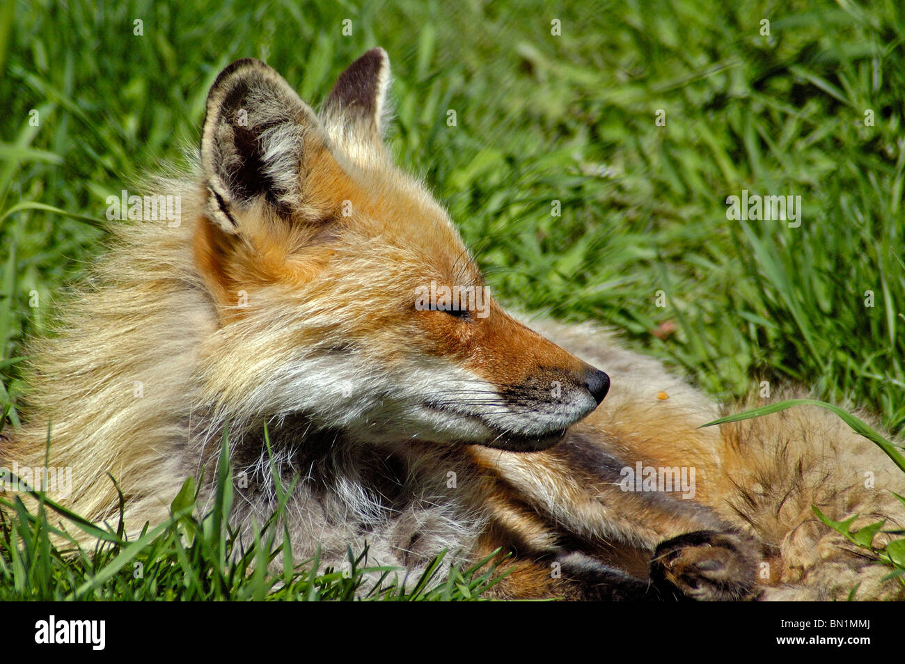 Vulpes vulpes, Red Fox Stock Photo - Alamy