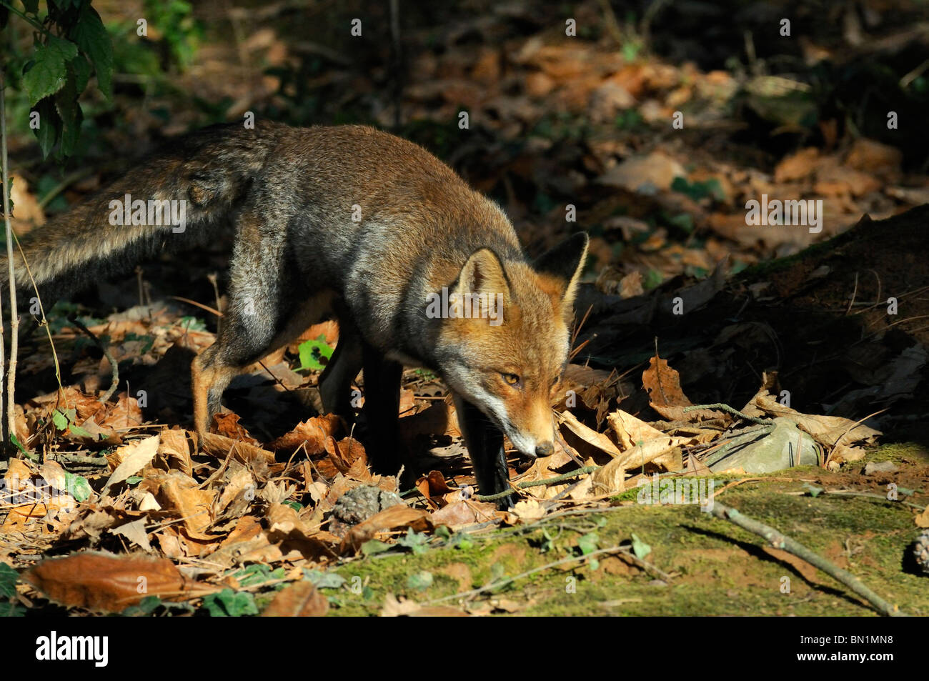 Volpe rossa vulpes vulpes hi-res stock photography and images - Alamy