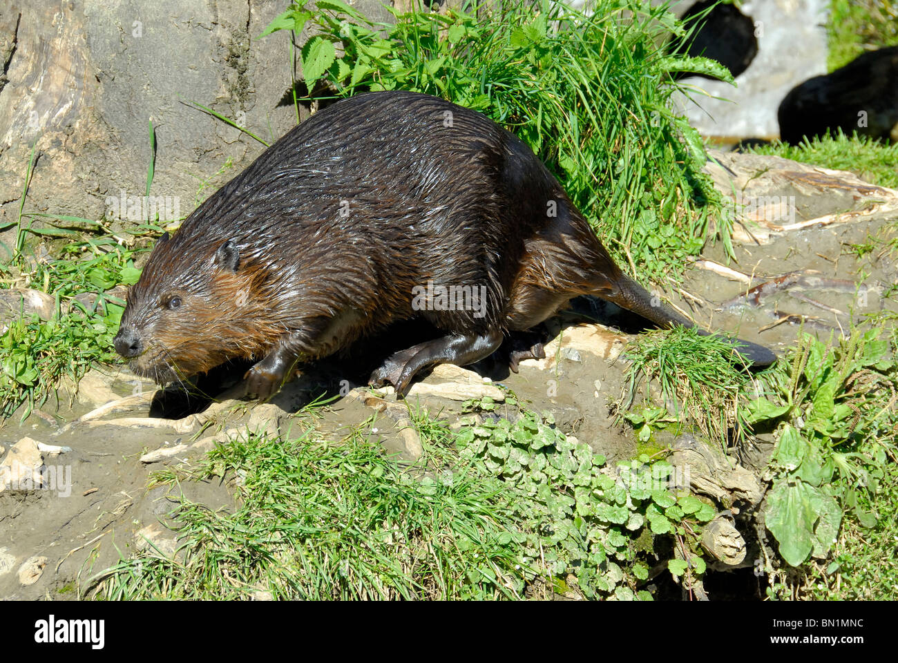 Castor fiber, European Beaver Stock Photo - Alamy