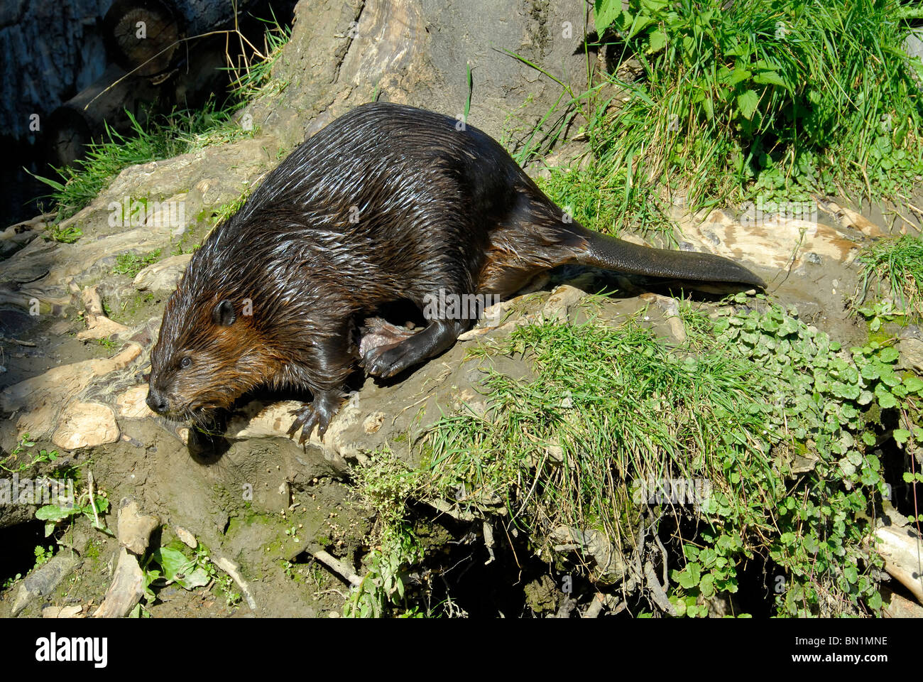 Castor fiber, European Beaver Stock Photo - Alamy