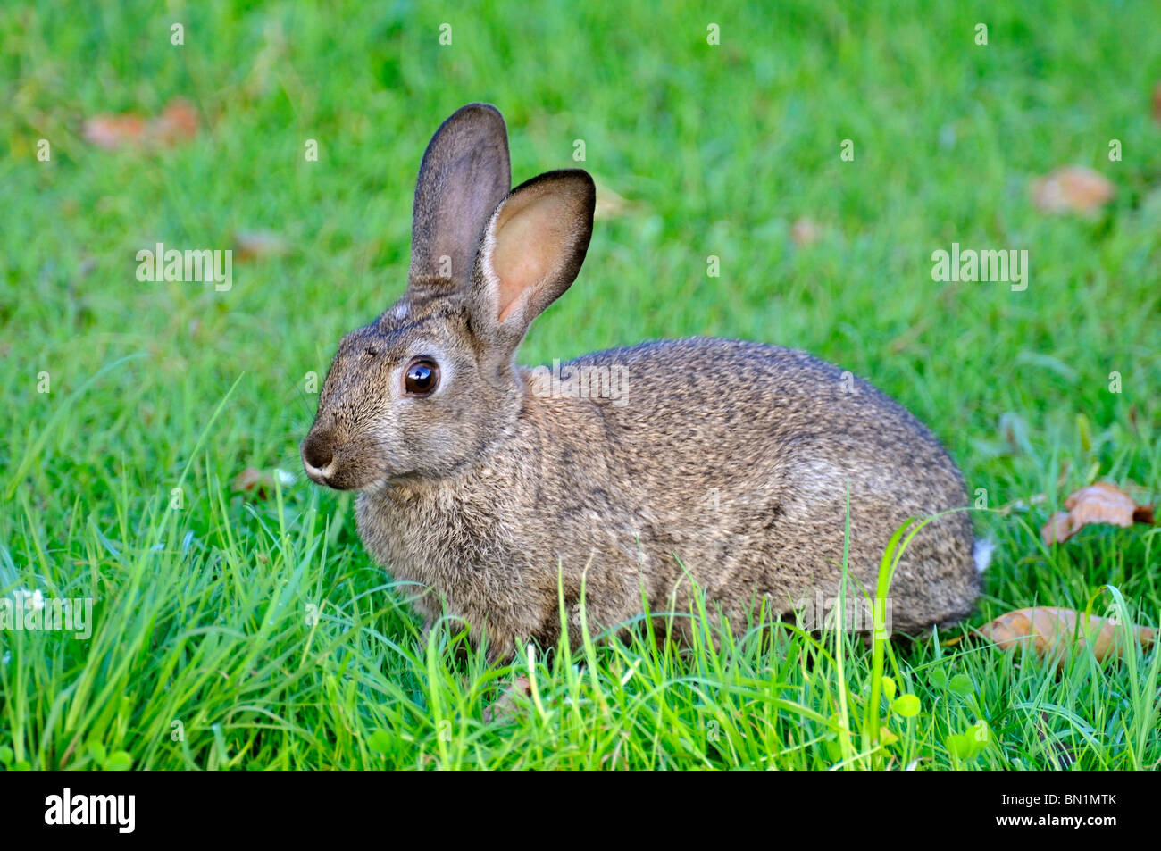 Oryctolagus cuniculus, European Rabbit Stock Photo - Alamy