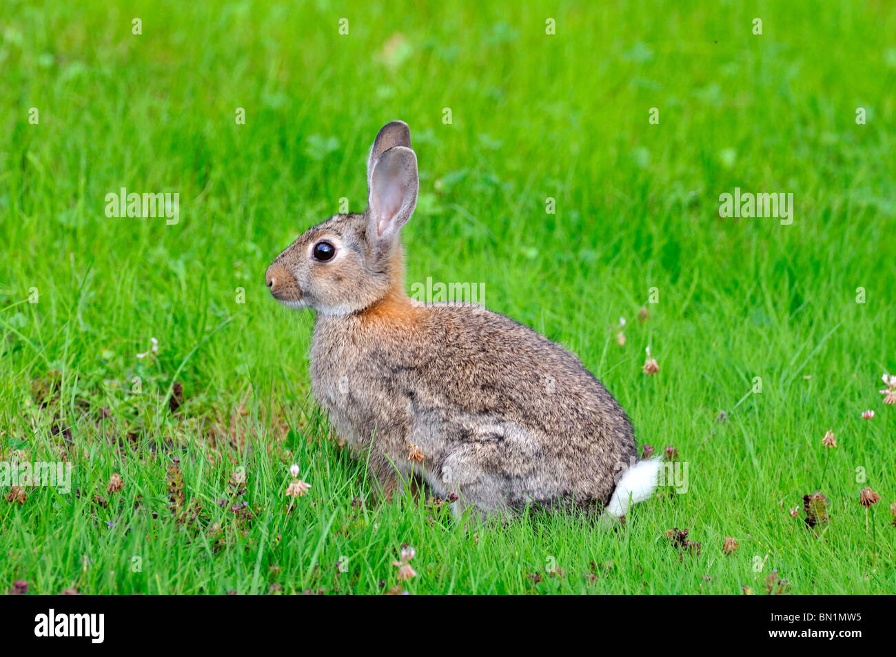 Oryctolagus cuniculus, European Rabbit Stock Photo - Alamy