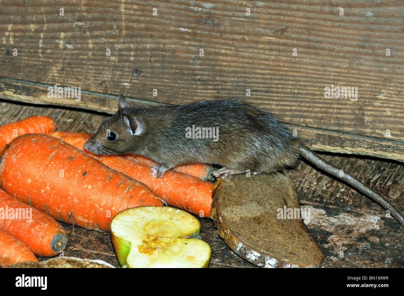 Rattus rattus black rat hi-res stock photography and images - Alamy