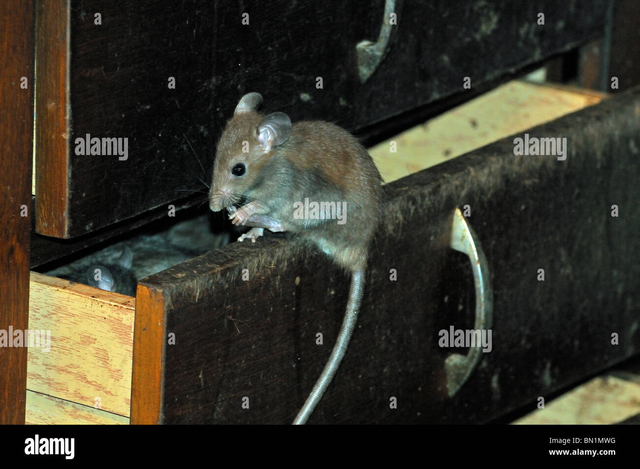 Rattus rattus black hi-res stock photography and images - Alamy