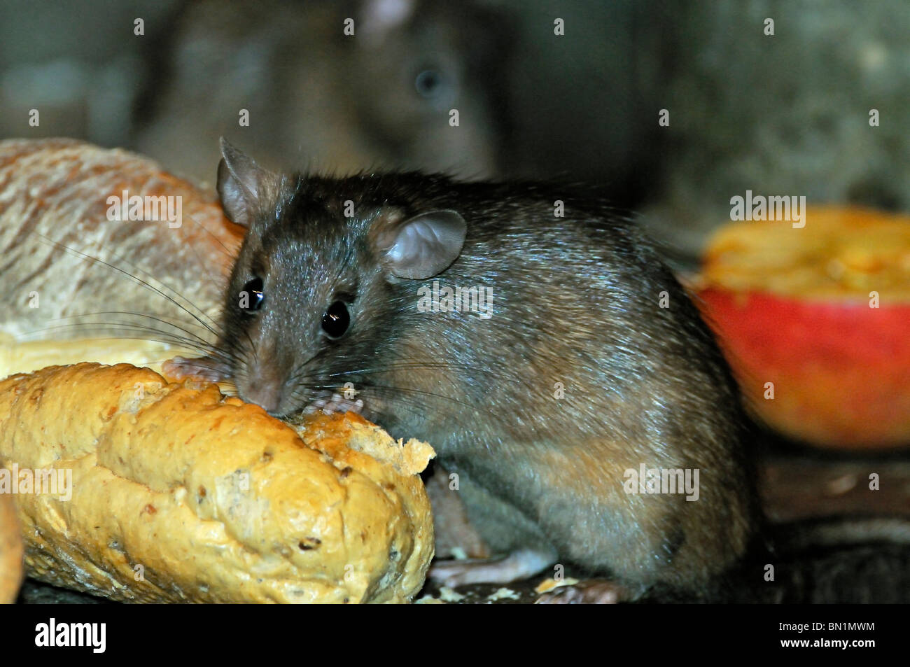 Rattus rattus black hi-res stock photography and images - Alamy
