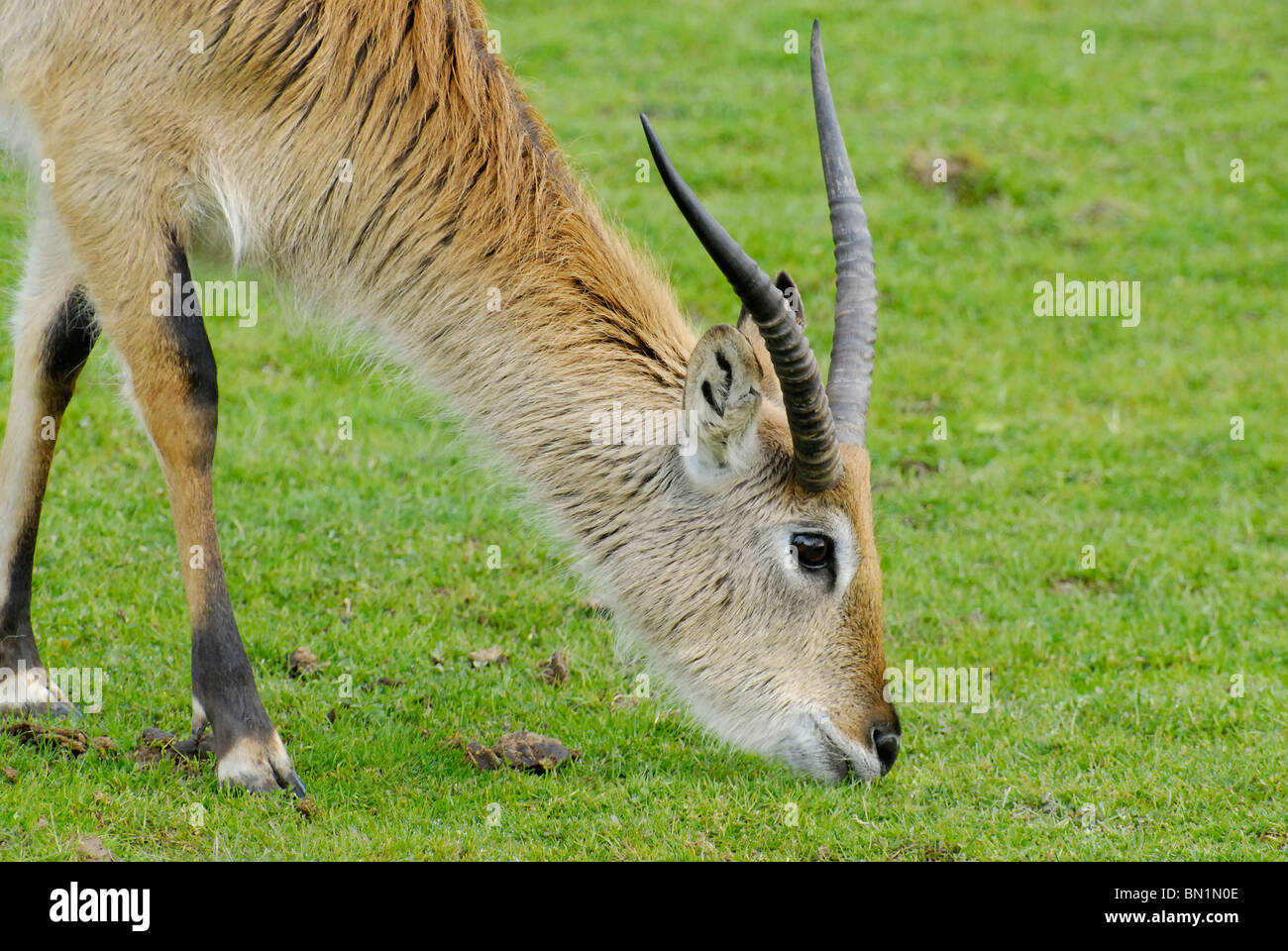 Kobus sp hi-res stock photography and images - Alamy