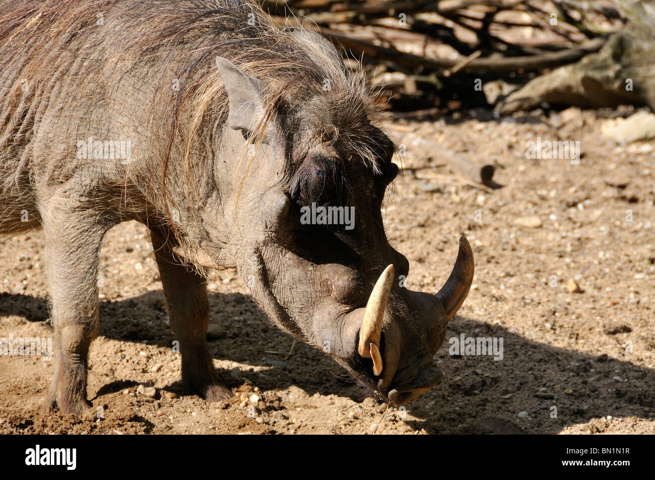 Phacochoerus africanus, Warthog or Common Warthog Stock Photo - Alamy