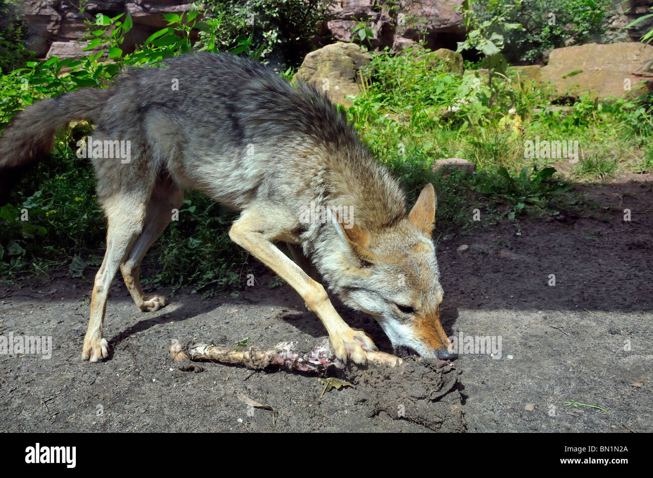 Canis aureus, Golden Jackal Stock Photo - Alamy