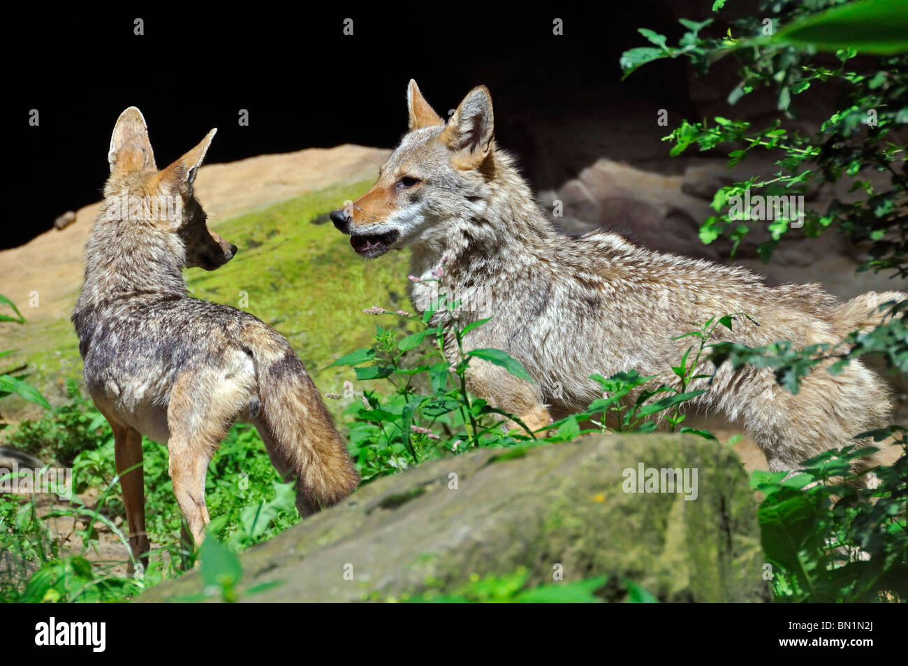 Canis aureus, Golden Jackal Stock Photo - Alamy