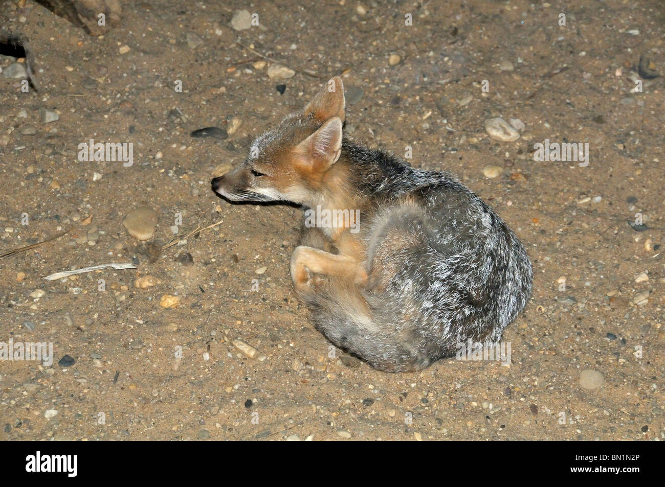 Vulpes velox, Swift Fox Stock Photo - Alamy