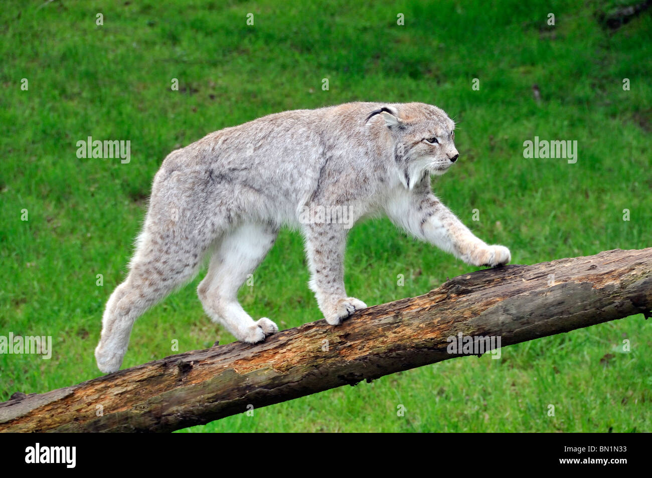 Felix lynx wrangeli, Siberian Lynx Stock Photo - Alamy Felix lynx wrangeli, Siberian Lynx Stock Photo - Alamy