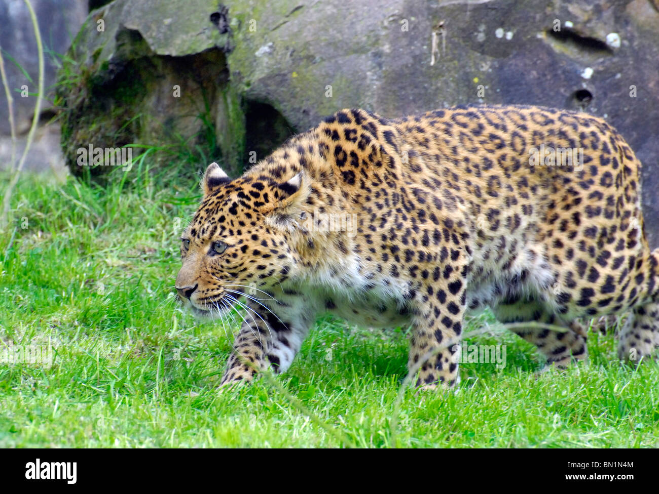 Panthera pardus japonensis Stock Photo - Alamy