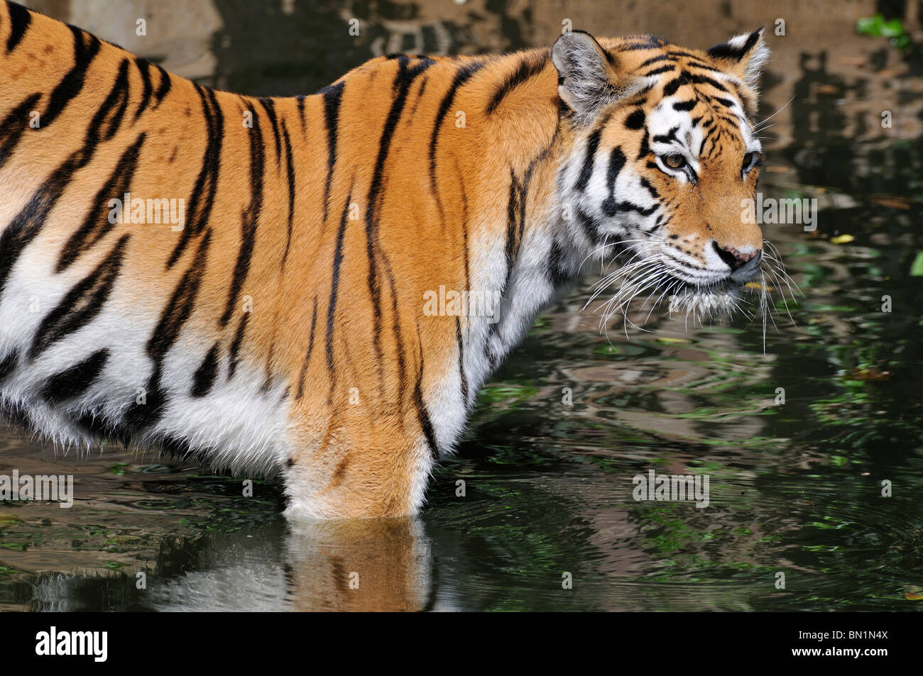Panthera tigris altaica, Siberian tiger Stock Photo - Alamy