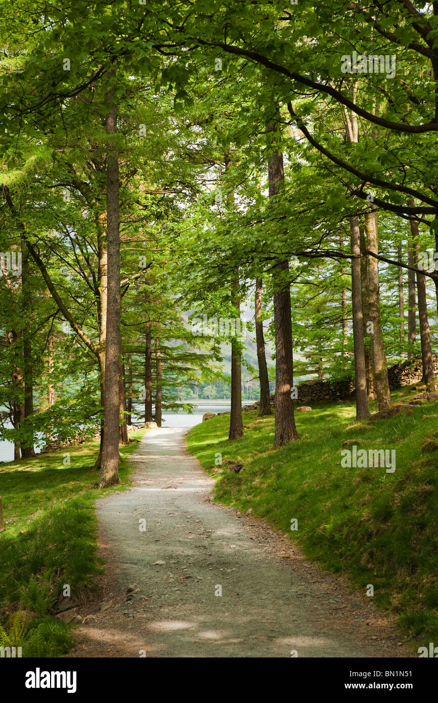 Path leading through Burtness Wood with dappled sunlight shinig through ...