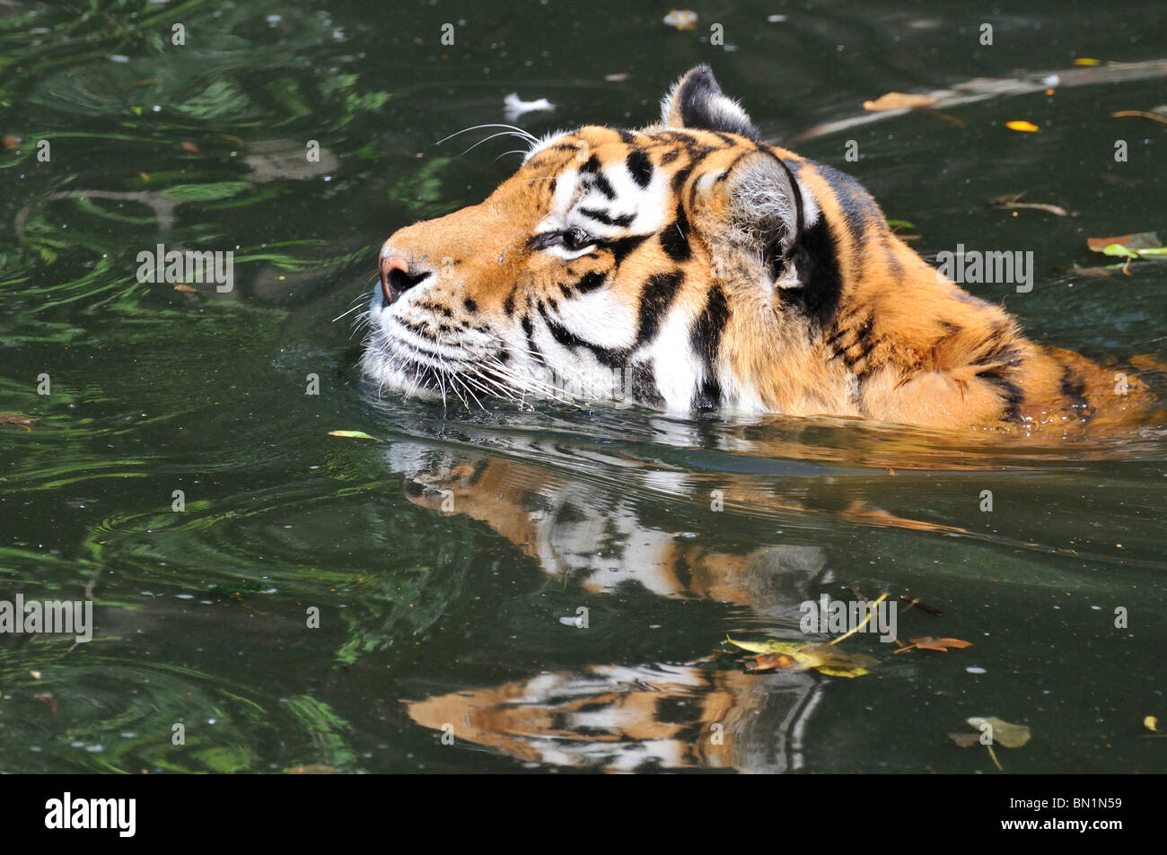 Panthera tigris altaica, Siberian tiger Stock Photo - Alamy