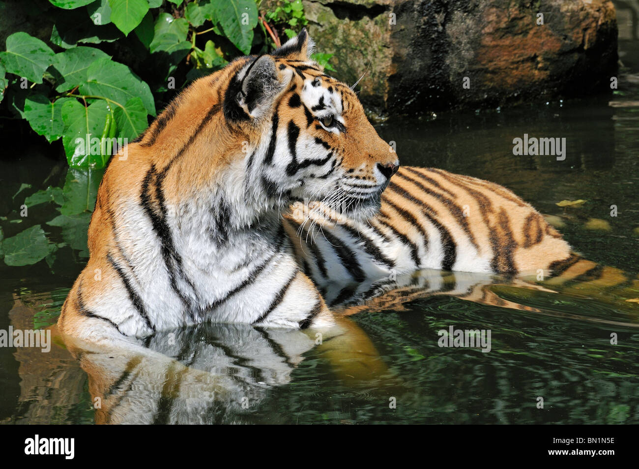Panthera tigris altaica, Siberian tiger Stock Photo - Alamy