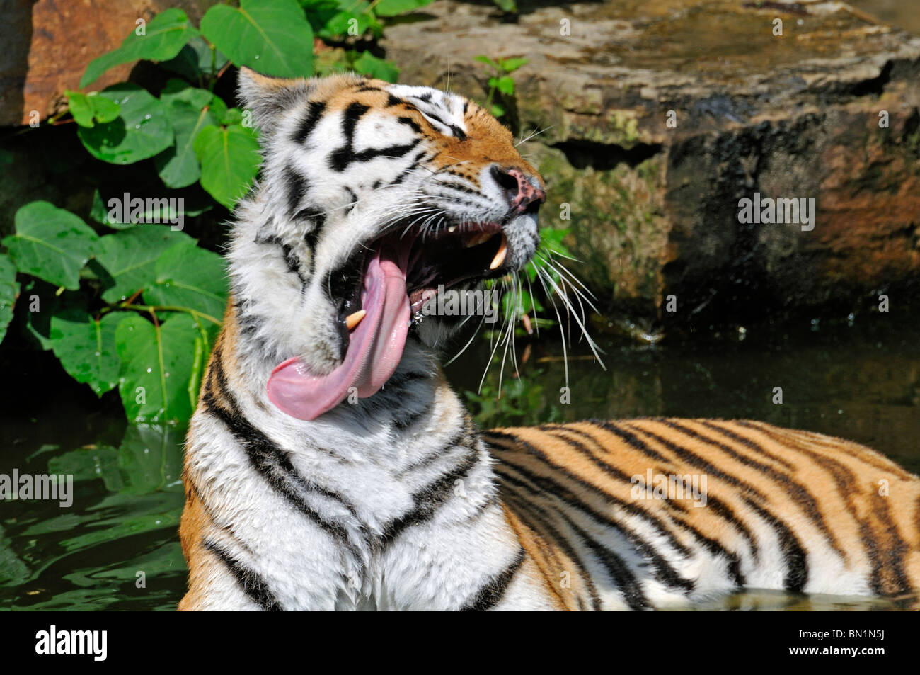 Panthera tigris altaica, Siberian tiger Stock Photo - Alamy