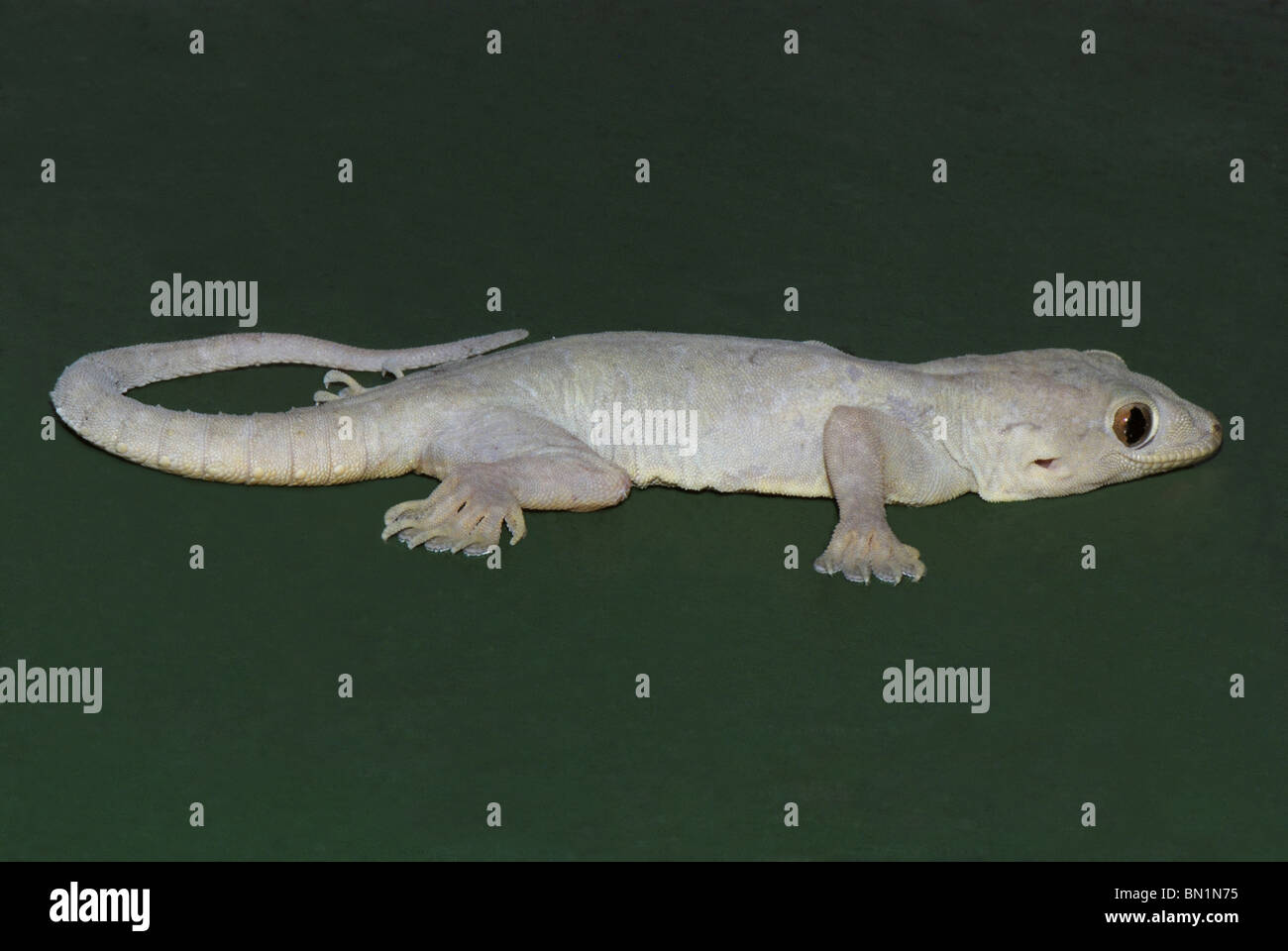 Hemidactylus flaviviridis lizard hi-res stock photography and images ...