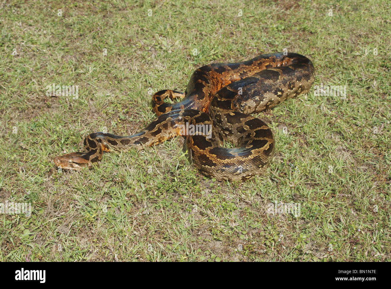INDIAN ROCK PYTHON. Python molurus molurus, non venomous. rare. Kanha ... INDIAN ROCK PYTHON. Python molurus molurus, non venomous. rare. Kanha ...