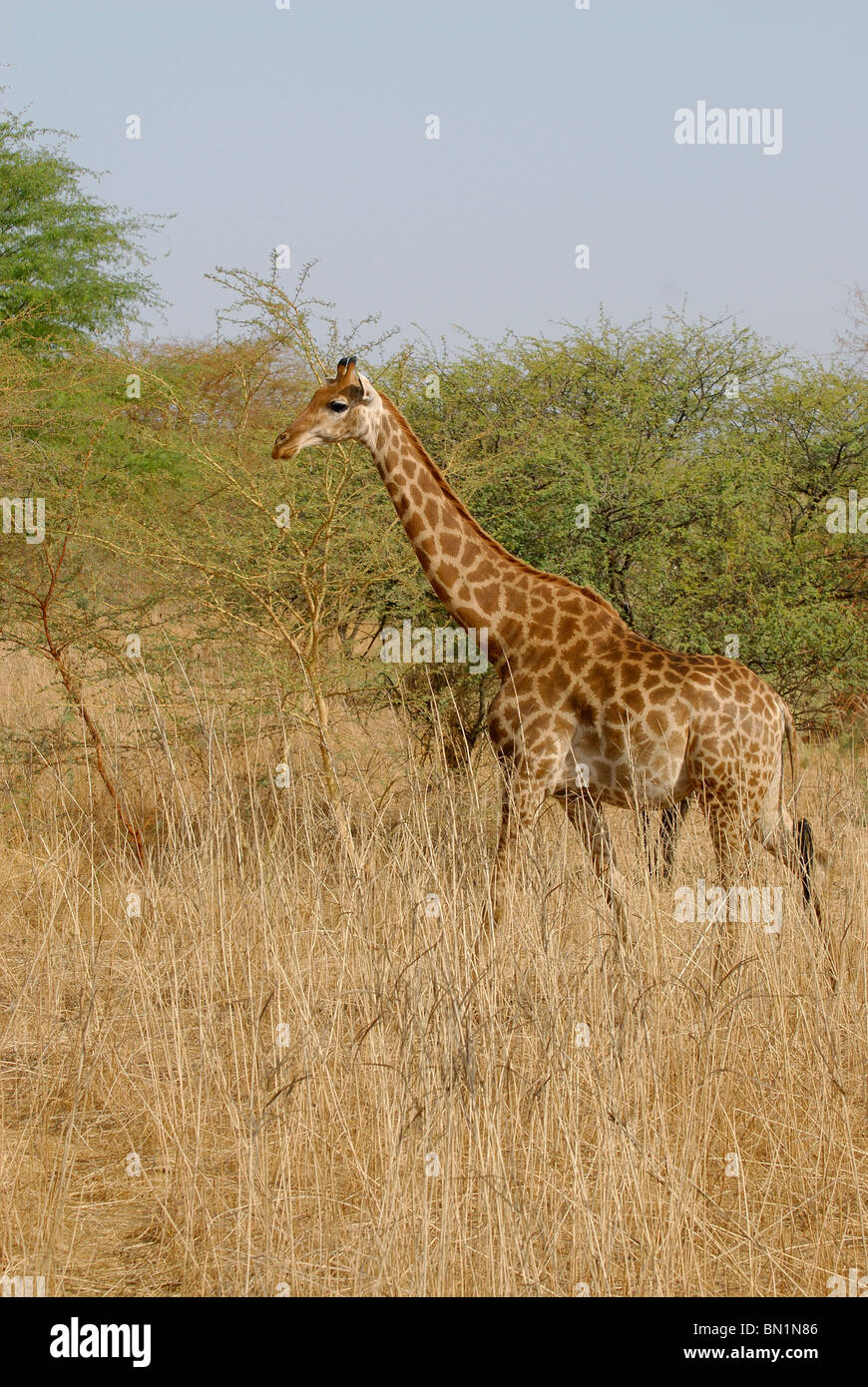 Giraffa camelopardalis, Giraffe Stock Photo - Alamy