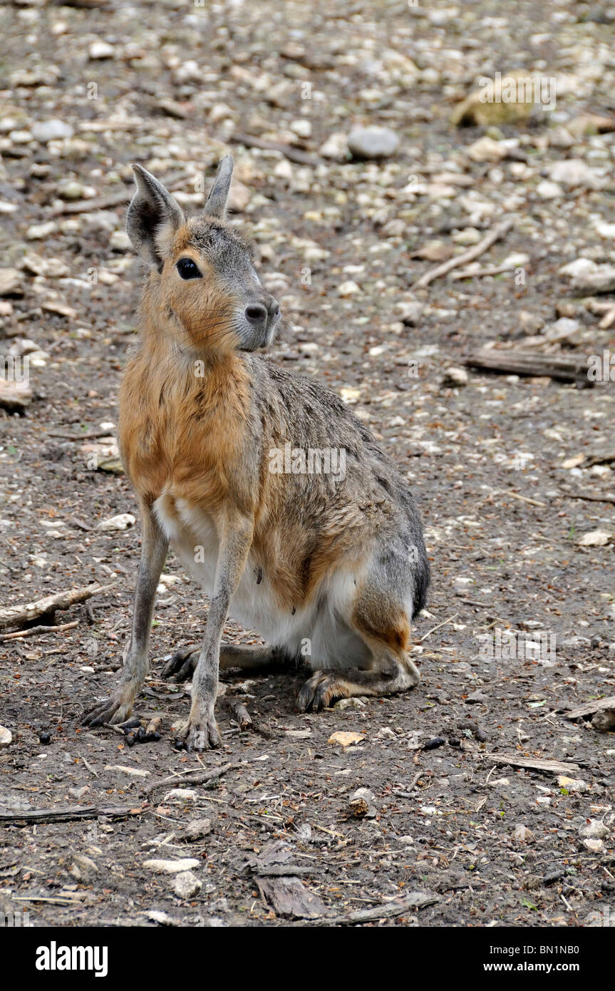 Dolichotis patagonum, Patagonian Mara Stock Photo - Alamy